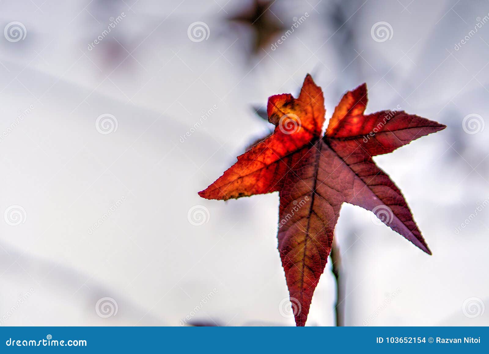Single Red Leaf in Autumn on Light Background Stock Photo - Image of ...