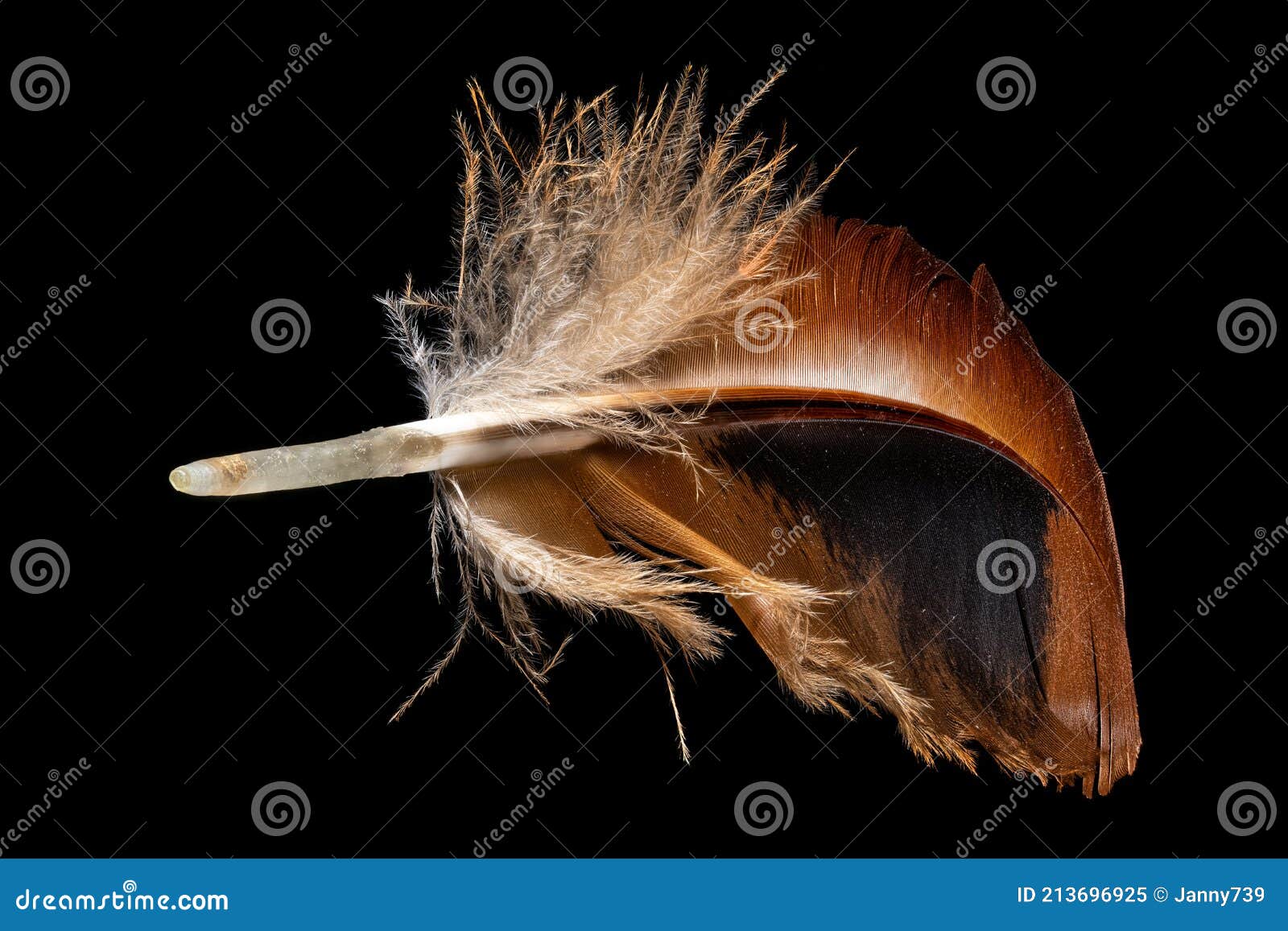 Macro Shot of a Red-brown Chicken Feather Stock Image - Image of bird ...