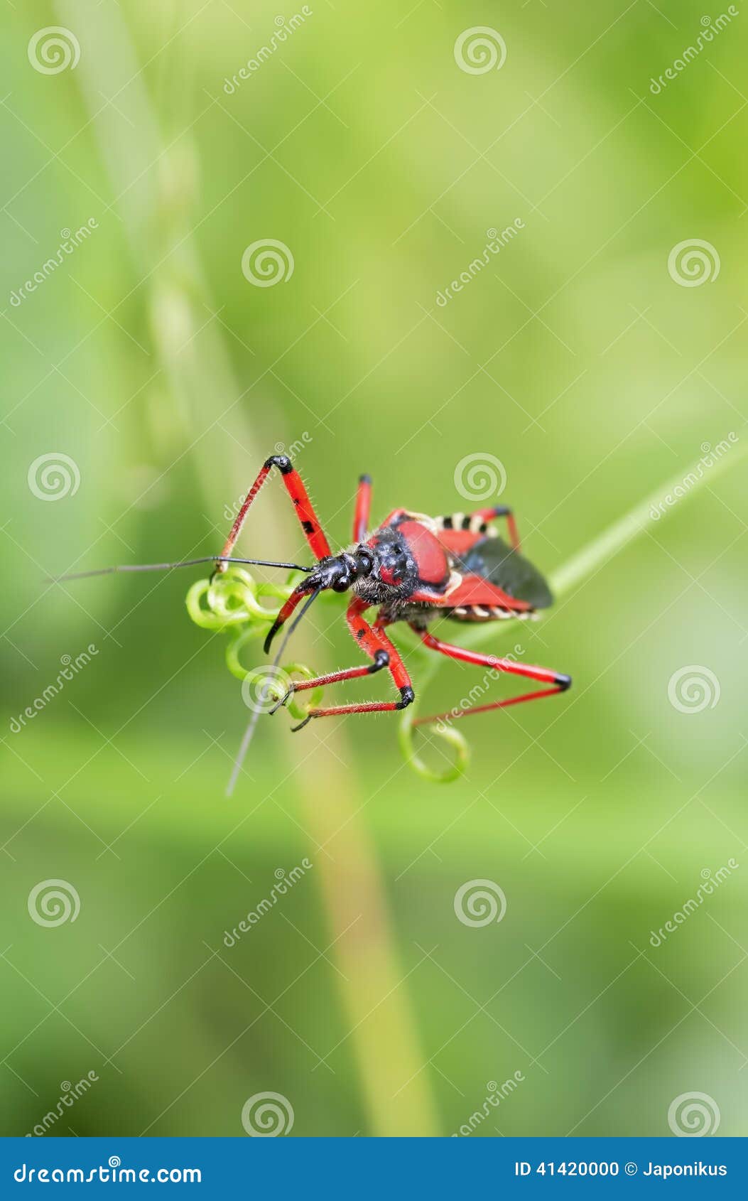 Macro shot of a red bug stock photo. Image of infestation - 41420000