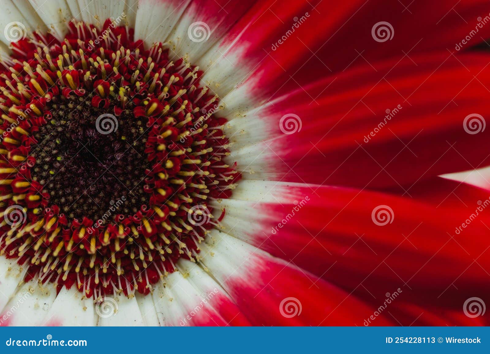 Macro Shot of a Red Daisy Flower Stock Image - Image of macro, garden ...
