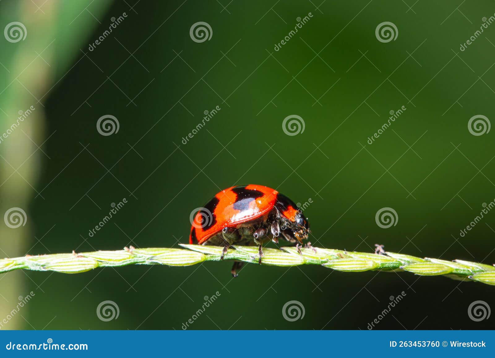 Macro Shot of a Red Ladybug with Black Spots Standing on a Plant on an ...