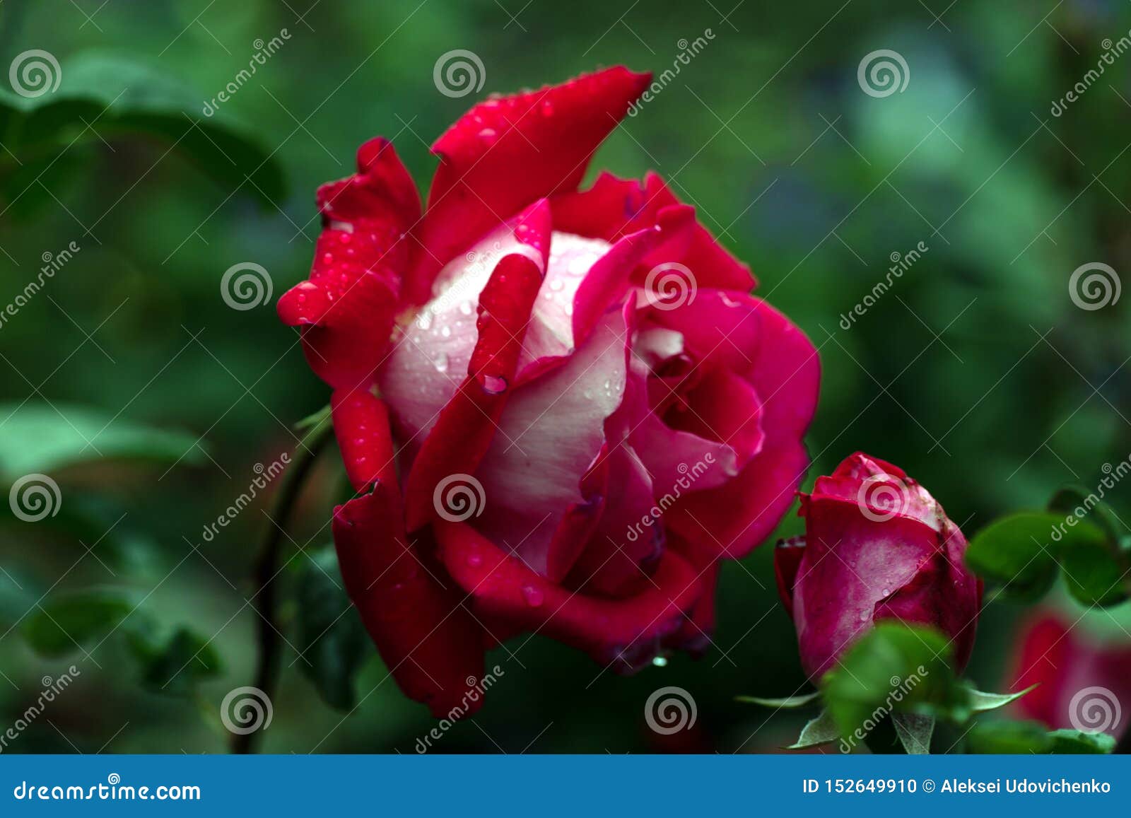 Macro Shot of Red Rose in Soft Focus Stock Photo - Image of floral ...