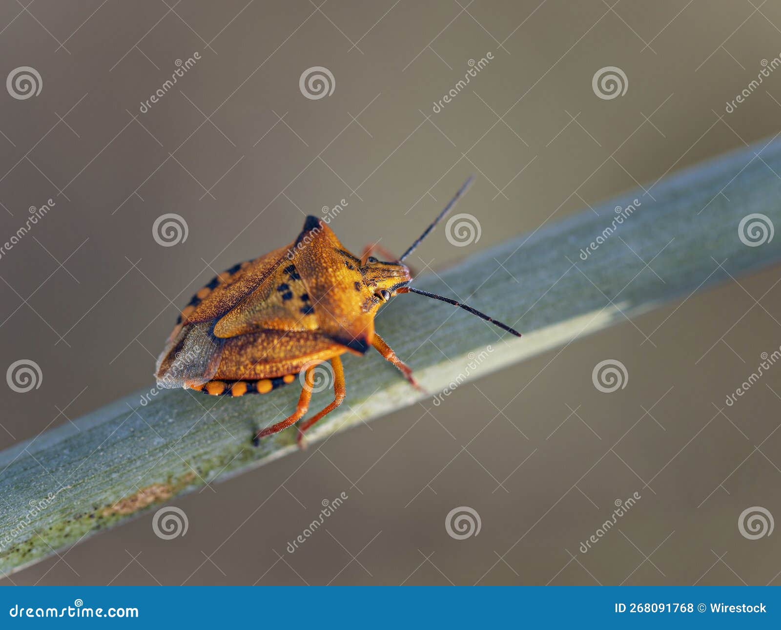 Macro Shot of a Red Shield Bug on a Plant Stock Photo - Image of shield ...