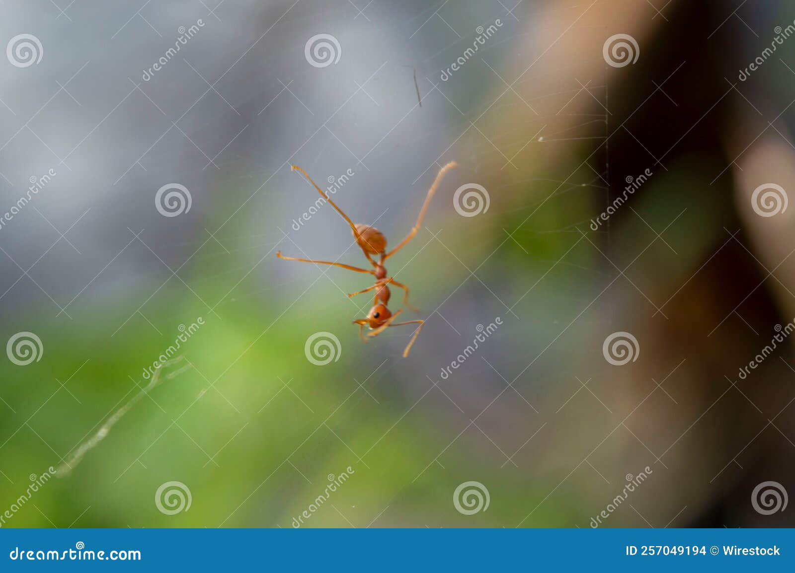 Macro Shot of a Red Stock on a Web Stock Photo - Image of concept ...
