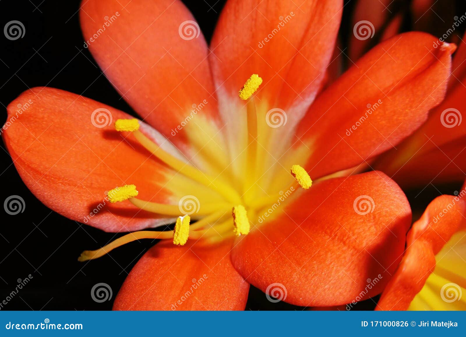 Macro Shot of Red Thistle Flower Stock Photo - Image of background ...