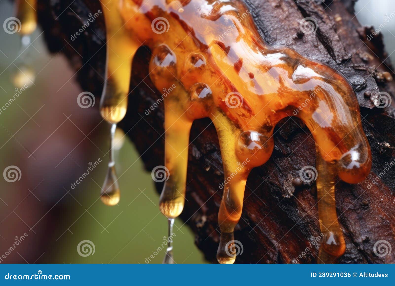 Macro Shot of Resin Dripping from a Split in Tree Bark Stock Photo ...