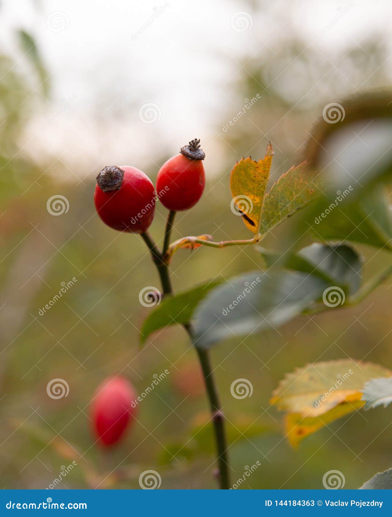 Detail of a brier fruit stock image. Image of focus - 144184363