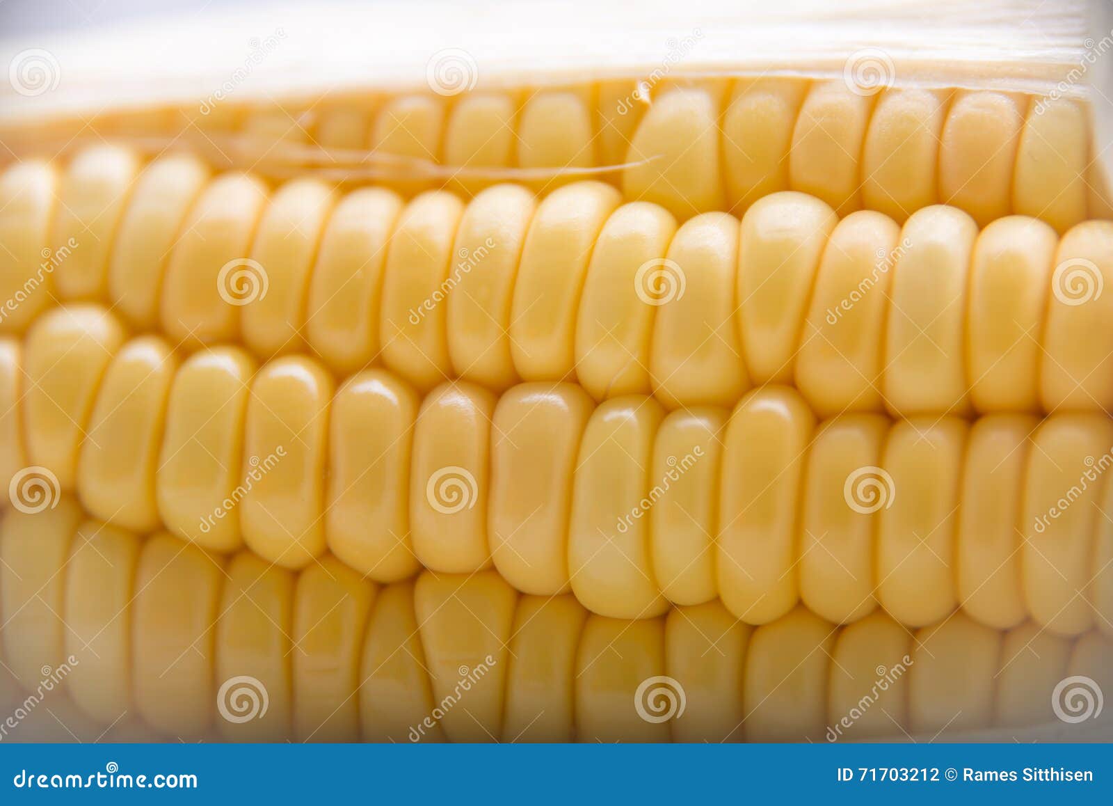 Macro Shot of Ripe Corn Grains Stock Photo - Image of husk, healthy ...