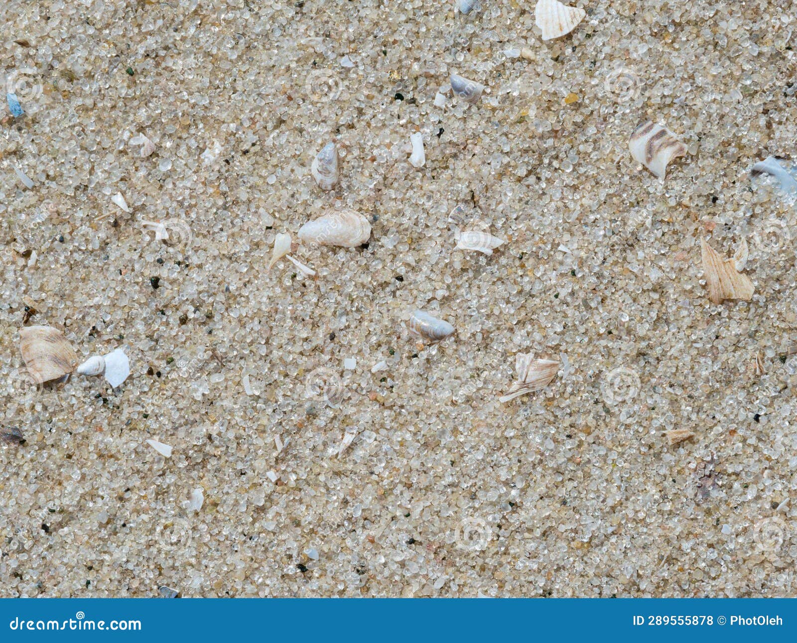 Macro Shot of River Sand and Small Fragments of Shells Stock Photo ...