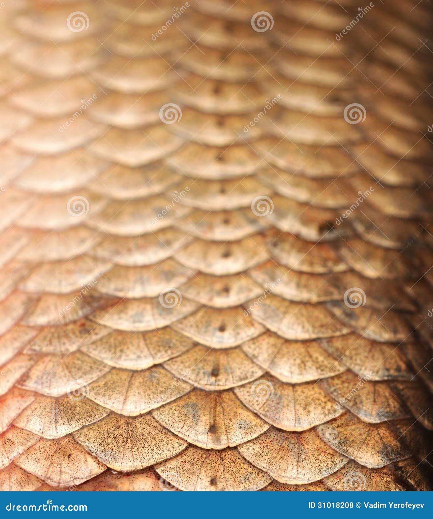 Macro Shot of Roach Fish Skin Stock Photo - Image of skin, crucian ...
