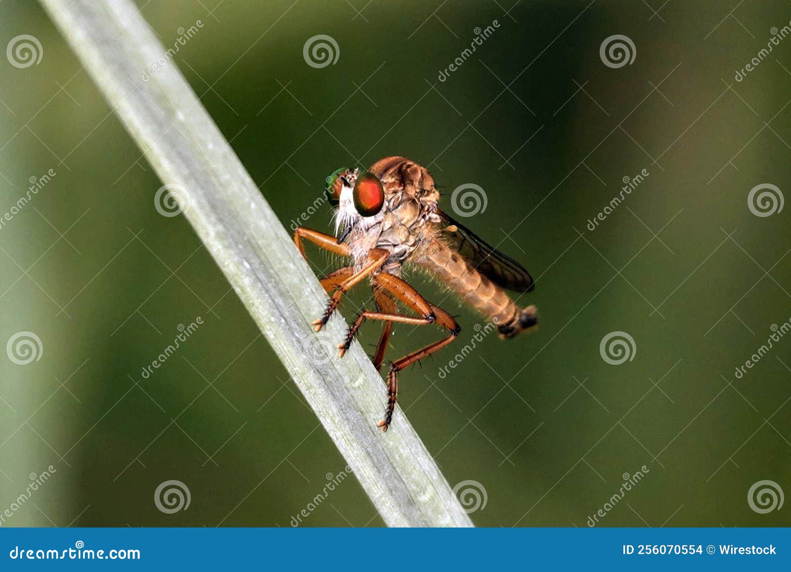 Macro shot of a robber fly stock photo. Image of leaf - 256070554