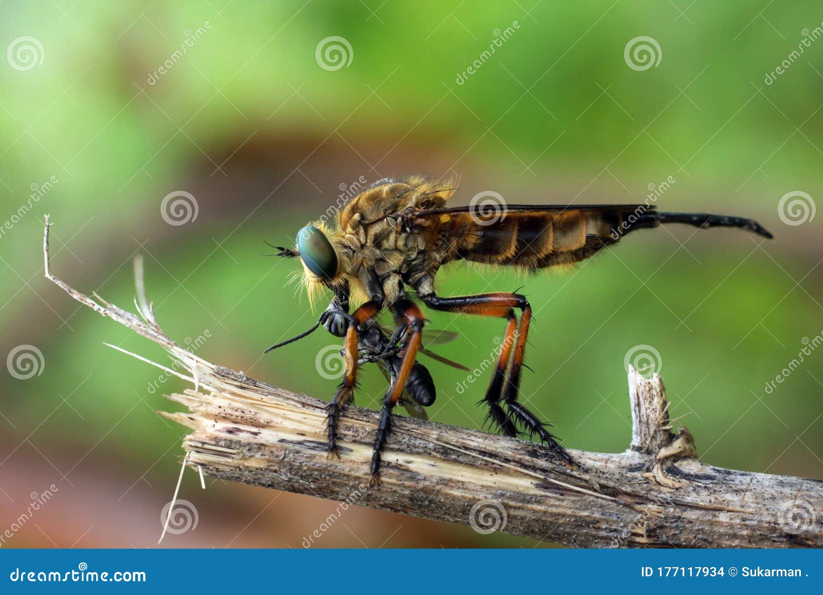 Macro Shot of a Robber Fly As it Eats the Insect Stock Photo - Image of ...