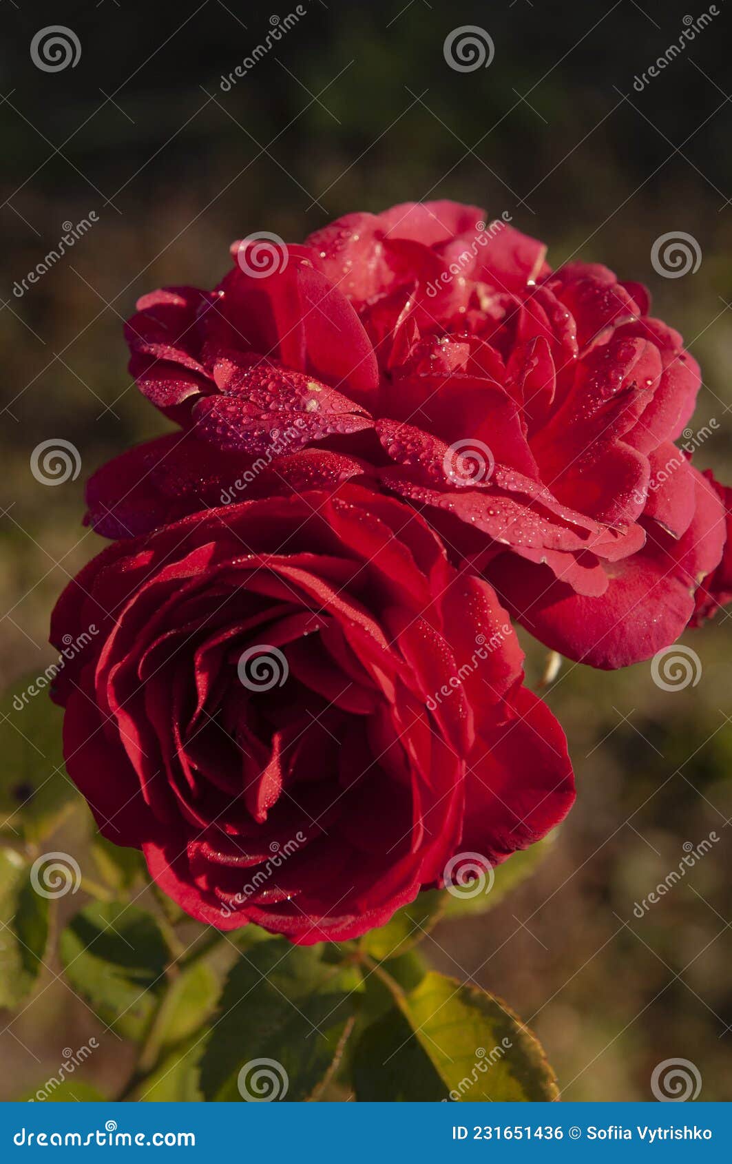 Macro shot of a rose stock photo. Image of abstract - 231651436