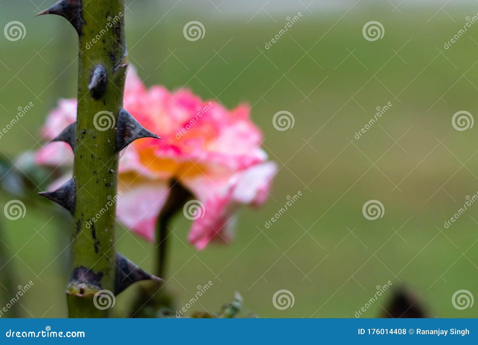 Macro Shot of Rose Bush Thorns with Blurred Pink Rose in the Background ...