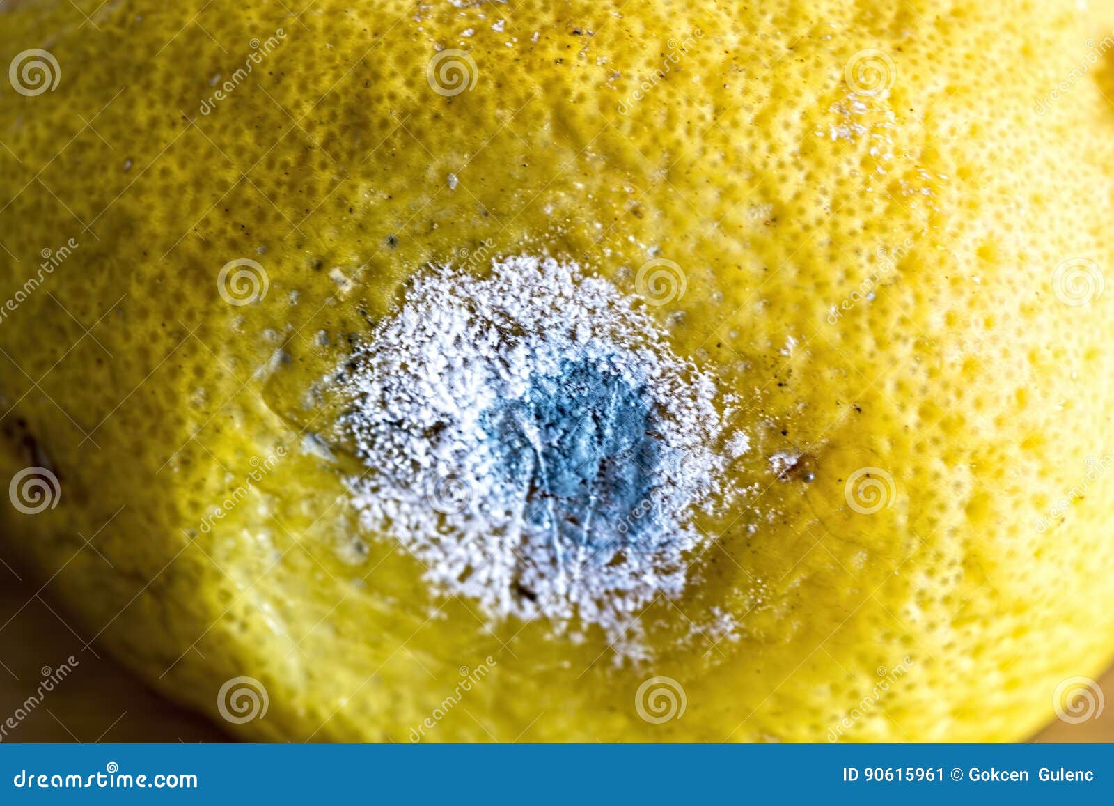 Macro shot of rotten lemon stock image. Image of natural - 90615961 Macro shot of rotten lemon stock image. Image of natural - 90615961