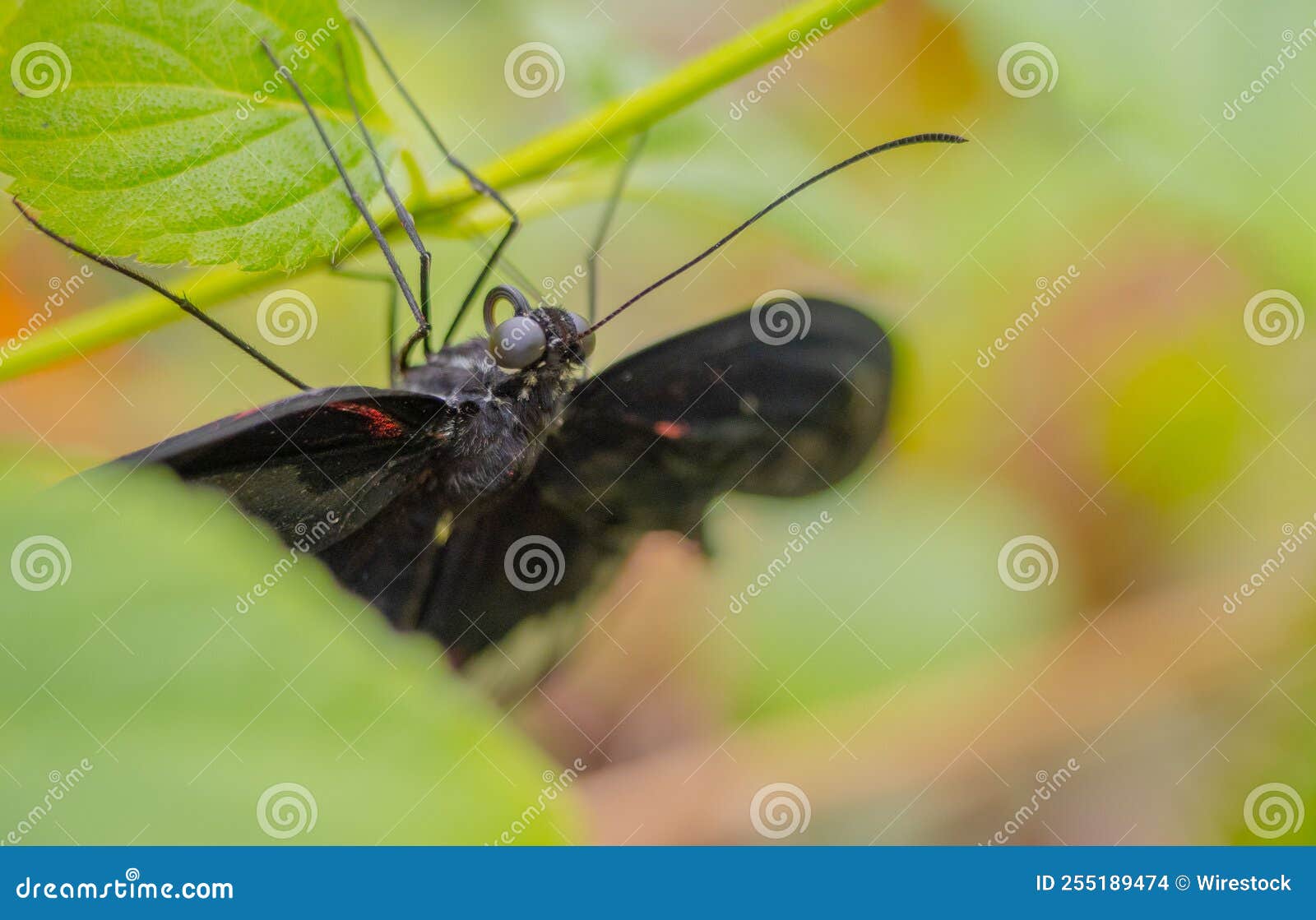 Macro Shot of a Ruby-spotted Swallowtail Sitting on Leaves. Stock Photo ...