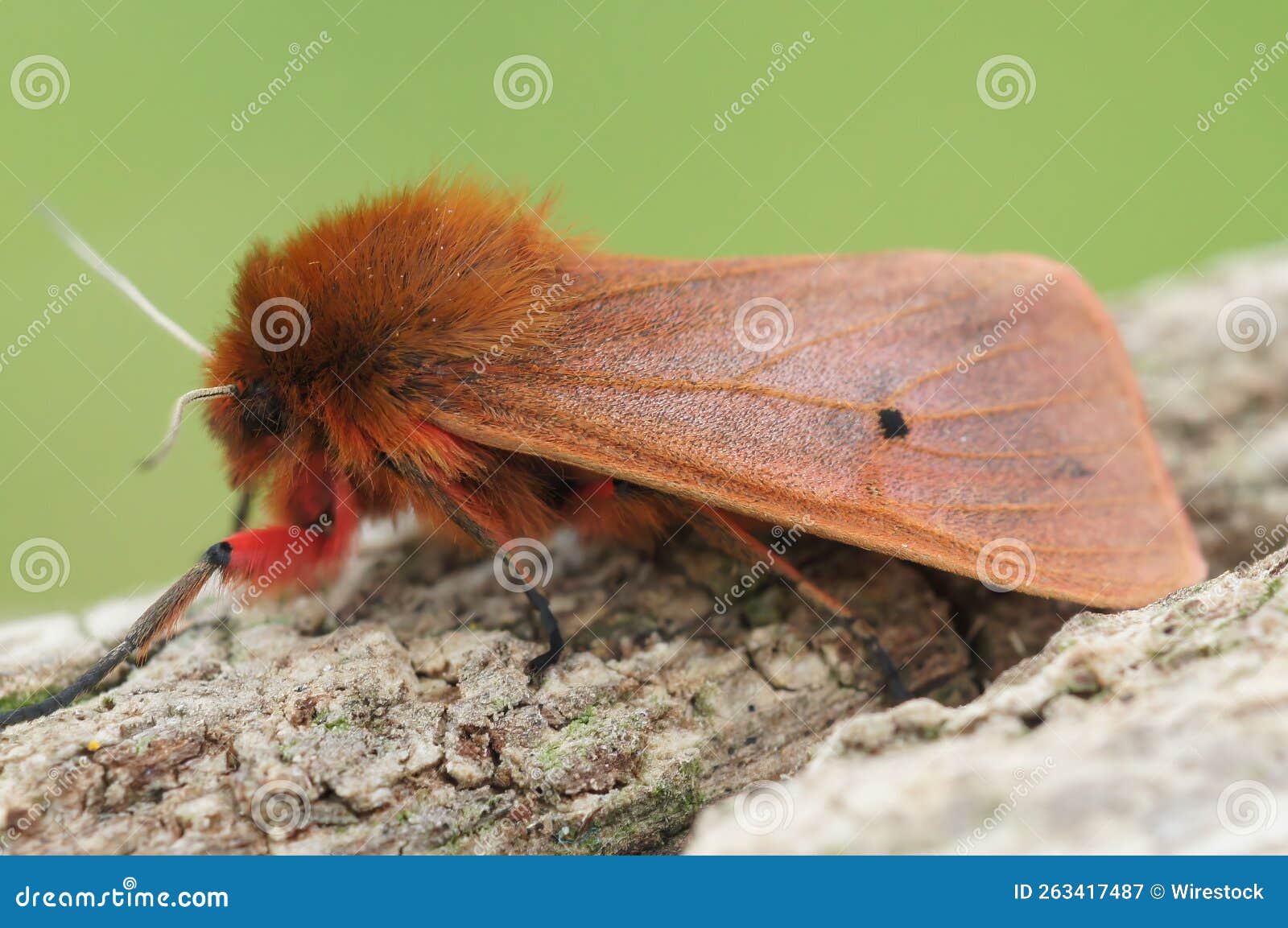 Macro Shot of Ruby Tiger Moth (phragmatobia Fuliginosa) Stock Image ... Macro Shot of Ruby Tiger Moth (phragmatobia Fuliginosa) Stock Image ...