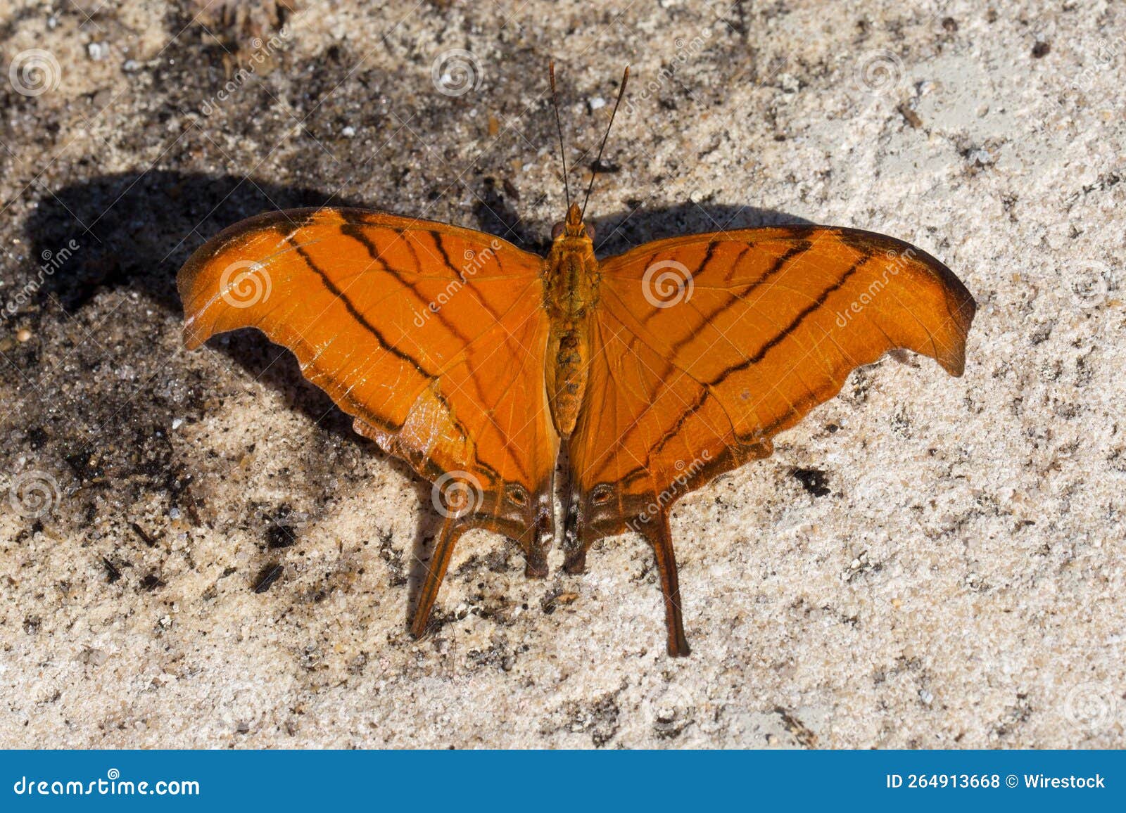 Macro Shot of a Ruddy Daggerwing Butterfly Stock Photo - Image of ...