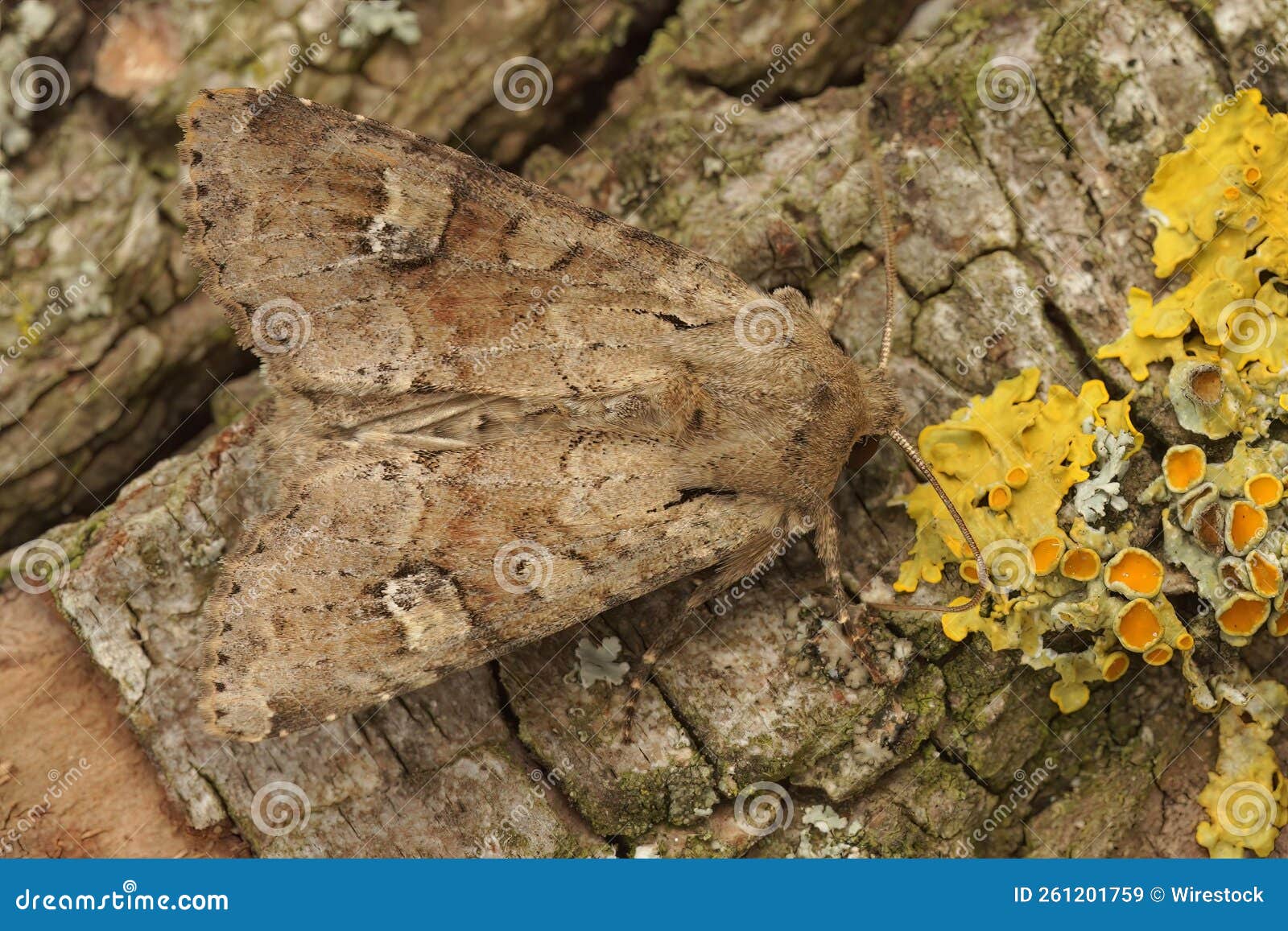 Macro Shot of the Rustic Shoulder Knot Moth on a Branch Stock Image ...