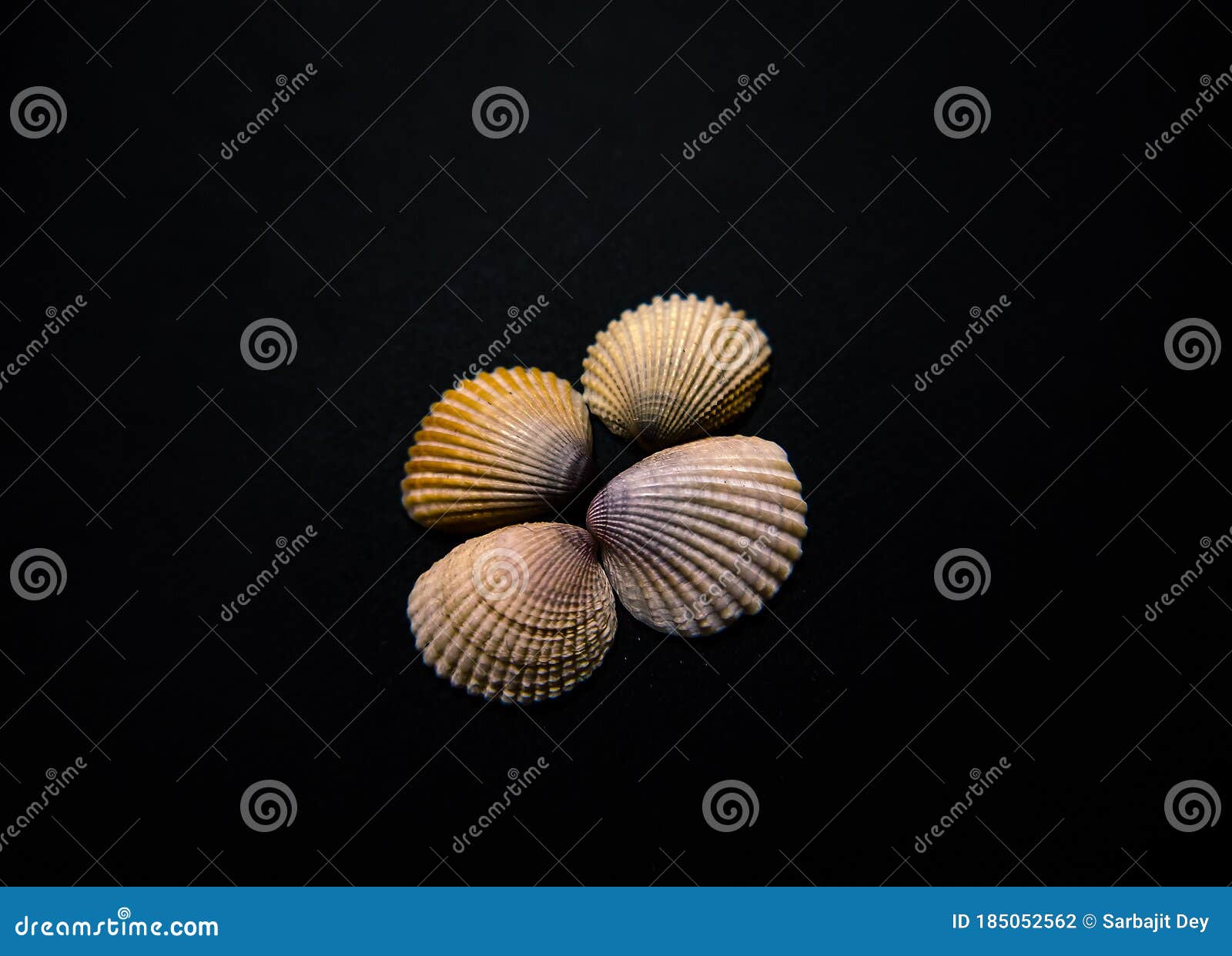 Macro shot of sea shells stock photo. Image of shot - 185052562