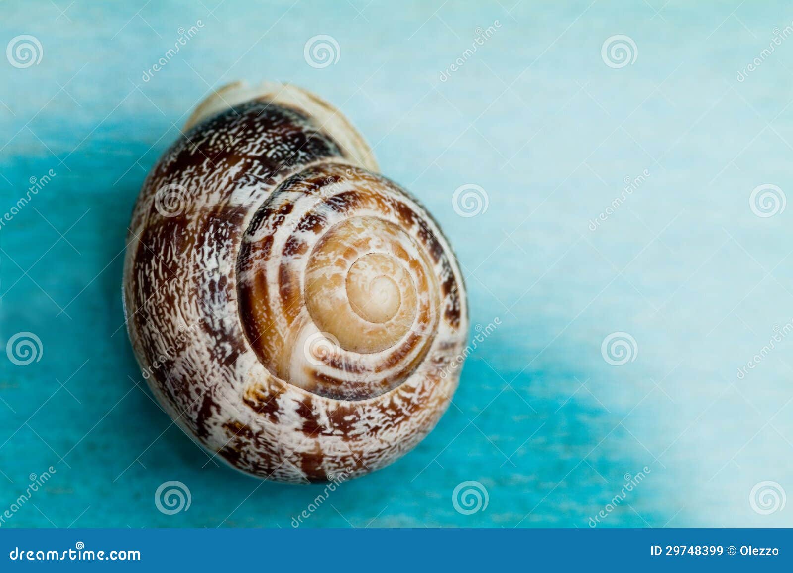 Seashells on a Blue Background Stock Image - Image of collection, blue ...