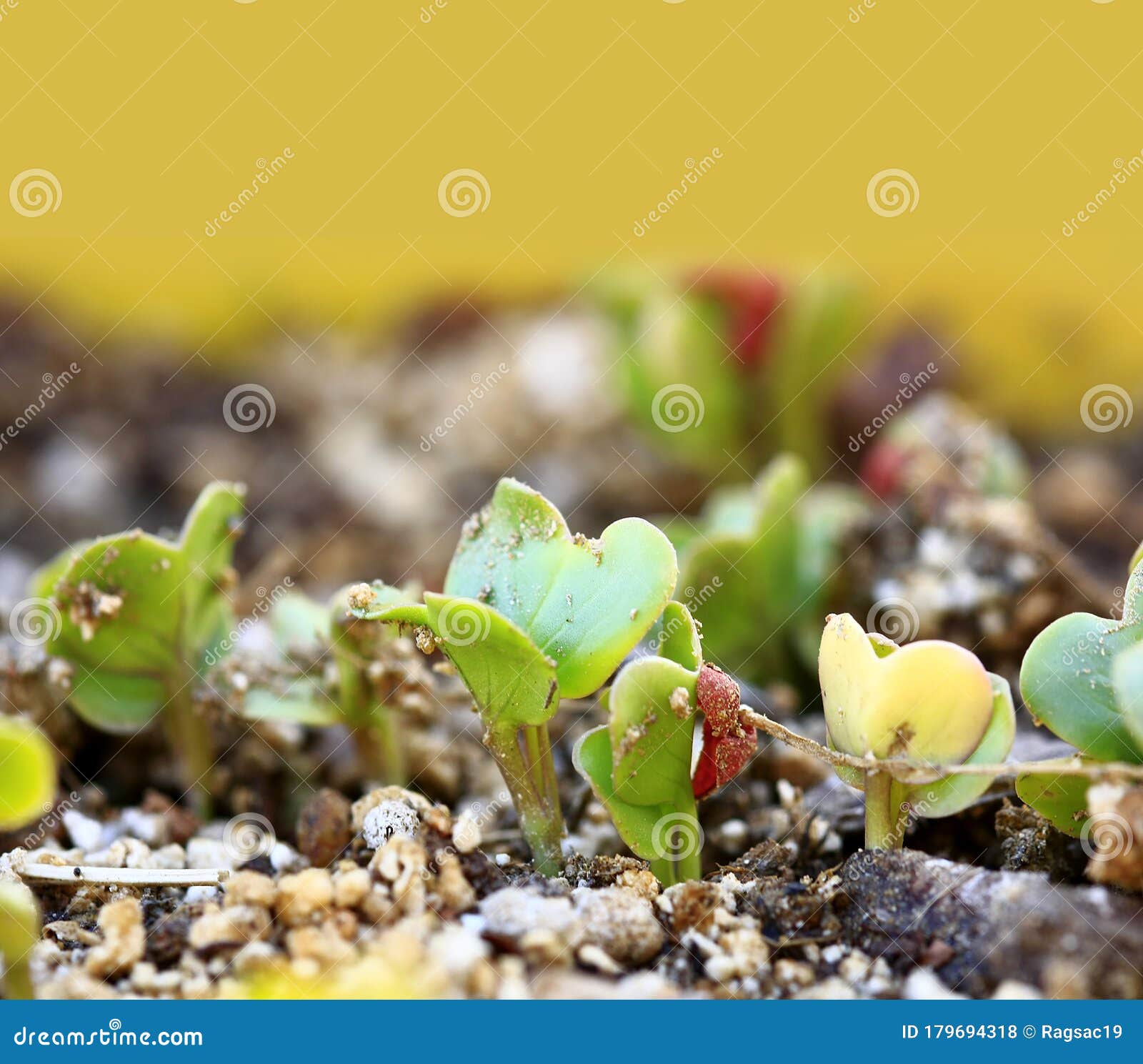 Macro Shot of Seed Concept for Food Production Stock Photo - Image of ...