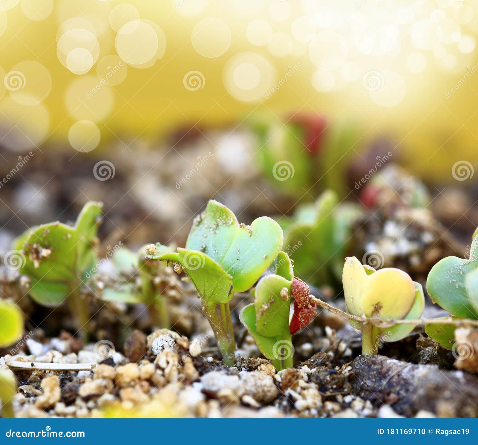 Macro Shot of Seed Concept for Food Production with Orbs Stock Photo ...