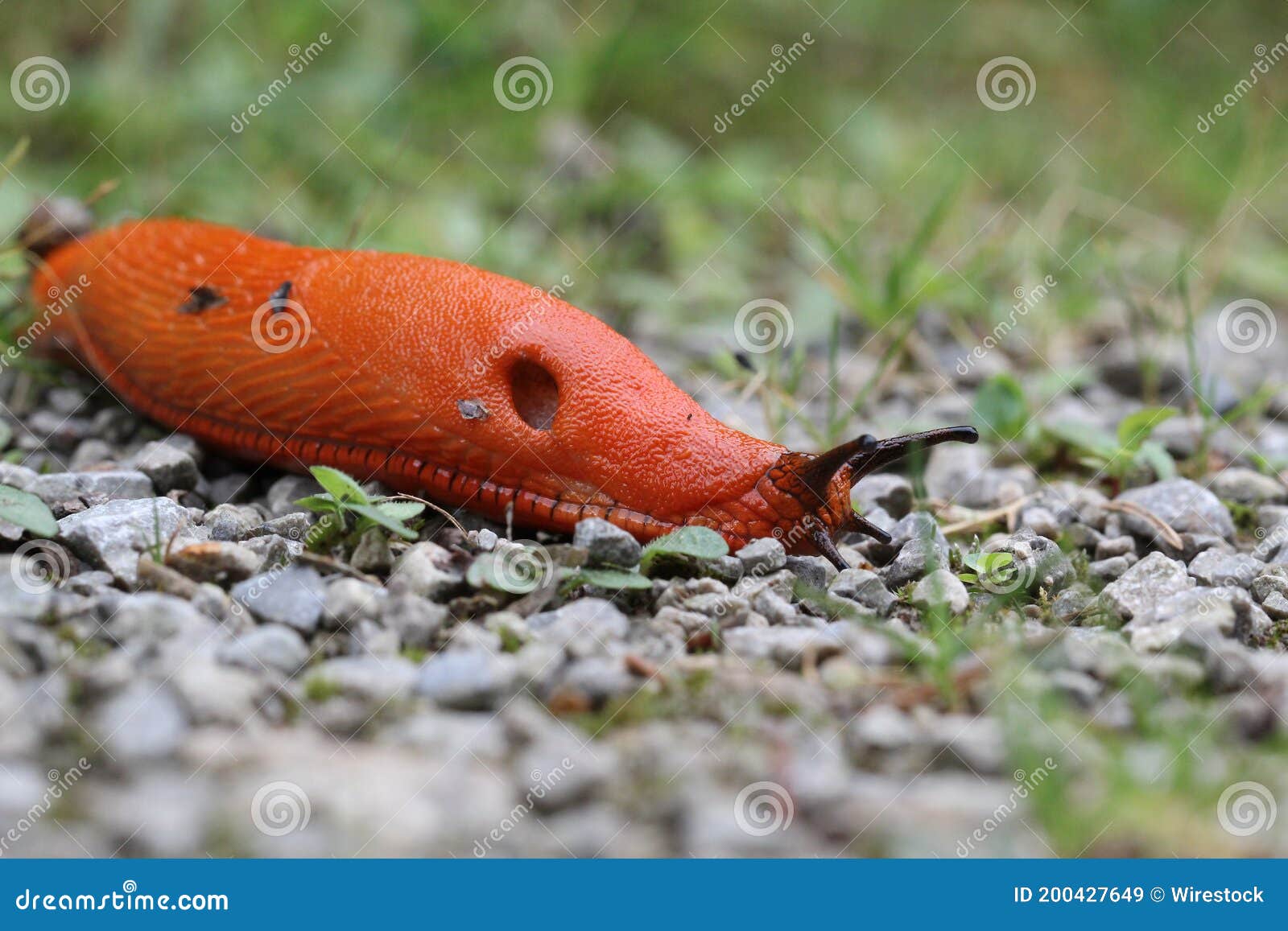 Macro Shot of a Shell-less Terrestrial Gastropod Mollusk Stock Image ...