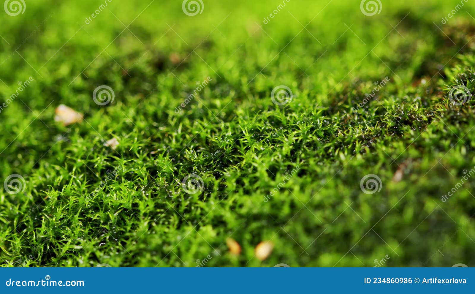 Macro Shot Showing Details of Moss. Sun Rays in Moss Background Stock ...