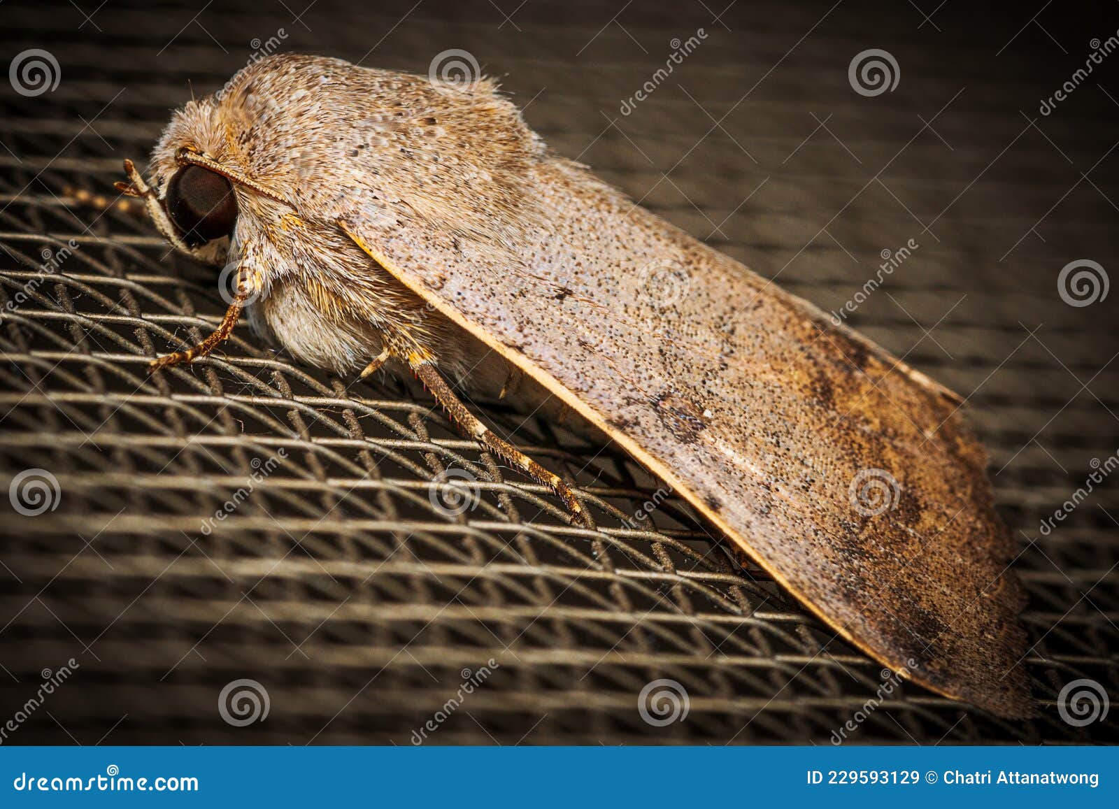 Macro Shot of the Side of a Moth Perched on a Wire Mesh Stock Image ...