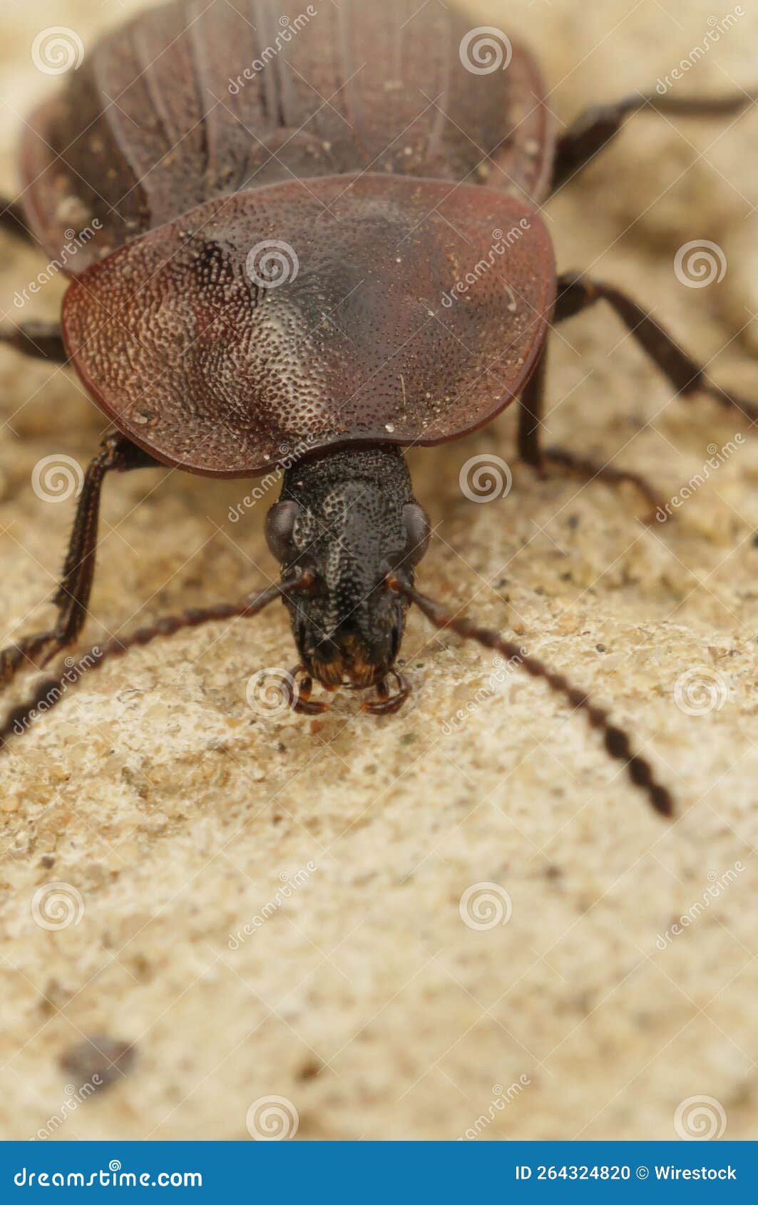 Macro Shot of a Silpha Tristis Insect with a Shiny Body, on the Sandy ...