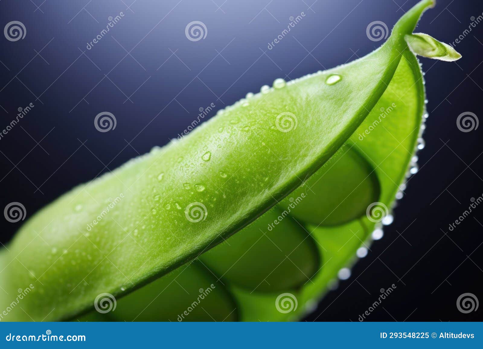 Macro Shot of Single Edamame Pod Stock Image - Image of healthy, food ...