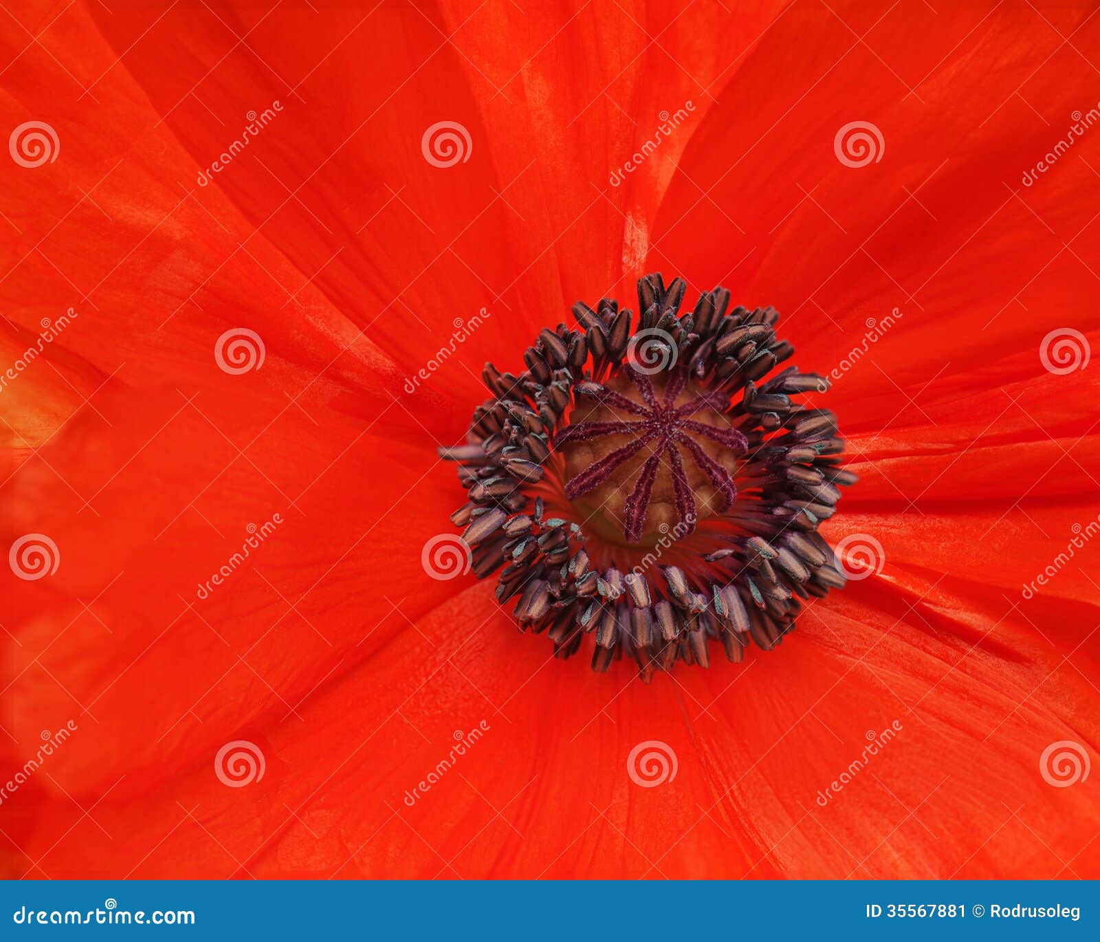 Macro Shot of Single Red Poppy. Stock Image - Image of green, natural ...