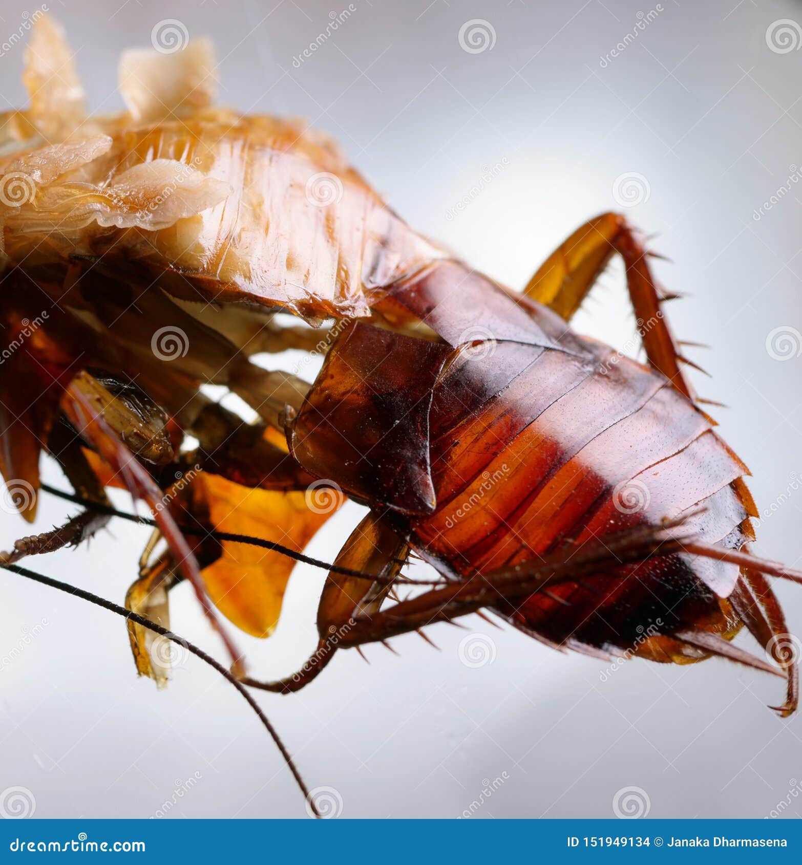 Cockroach Close up stock photo. Image of creepy, infestation - 151949134