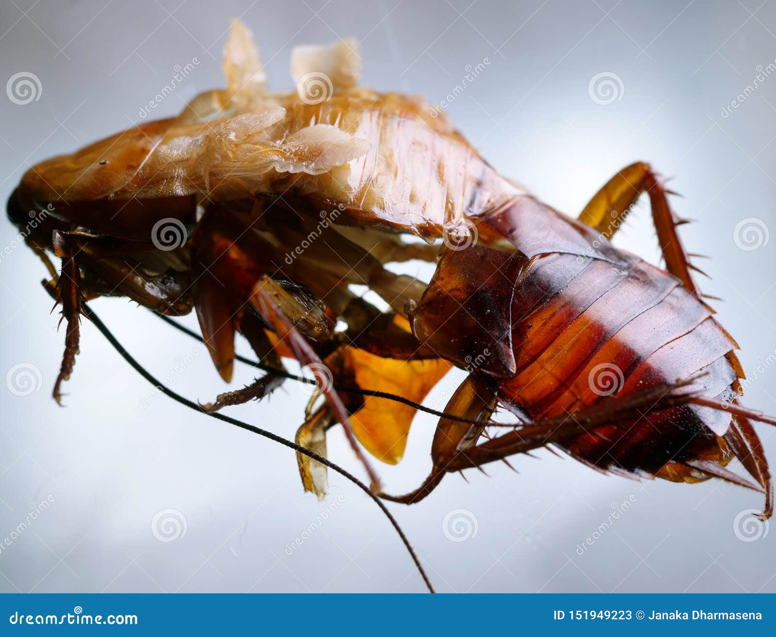 Cockroach Close up stock image. Image of dirt, home - 151949223