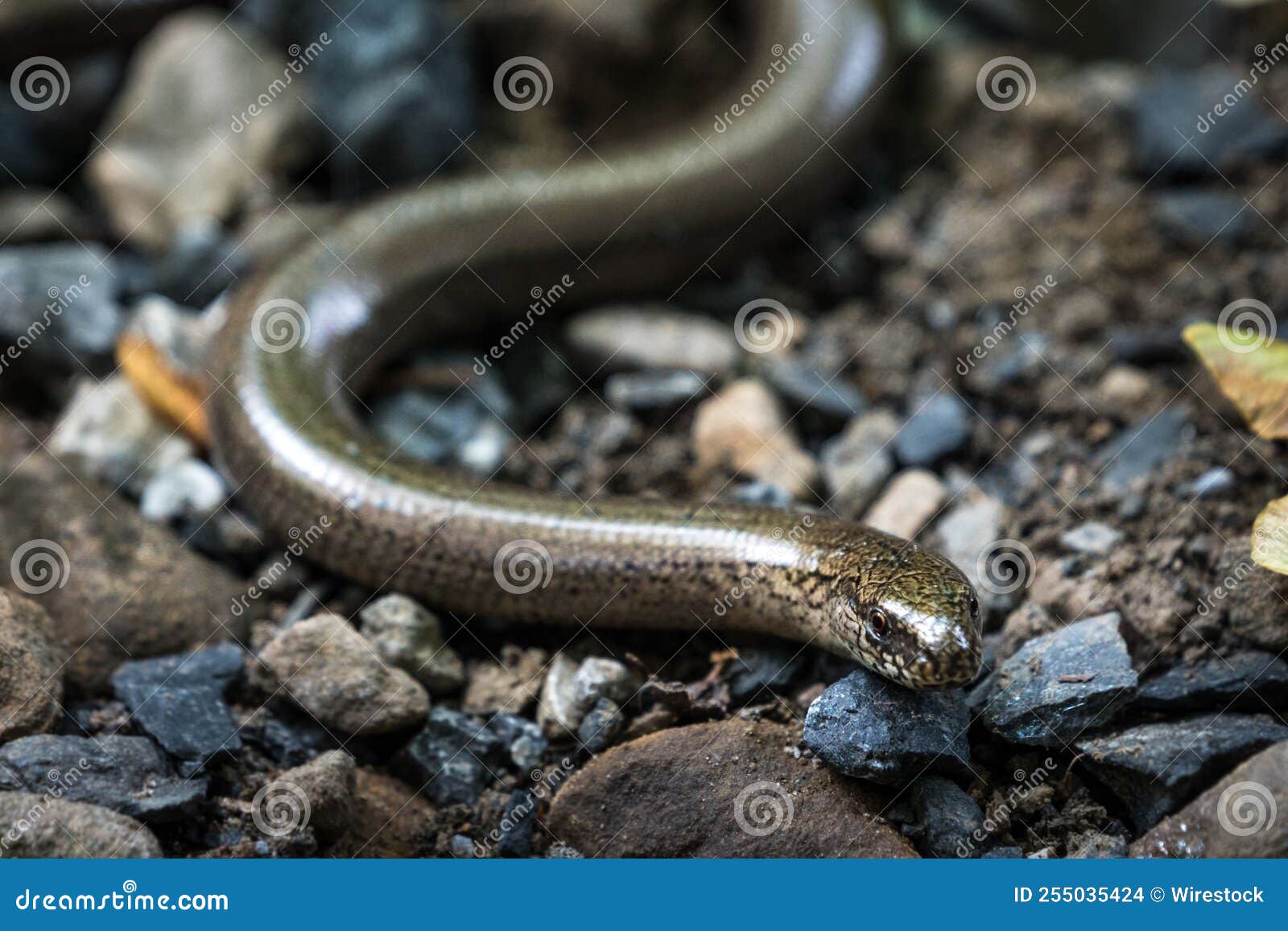 Macro Shot of a Slow Worm Snake among Rocks on the Ground Stock Photo ...