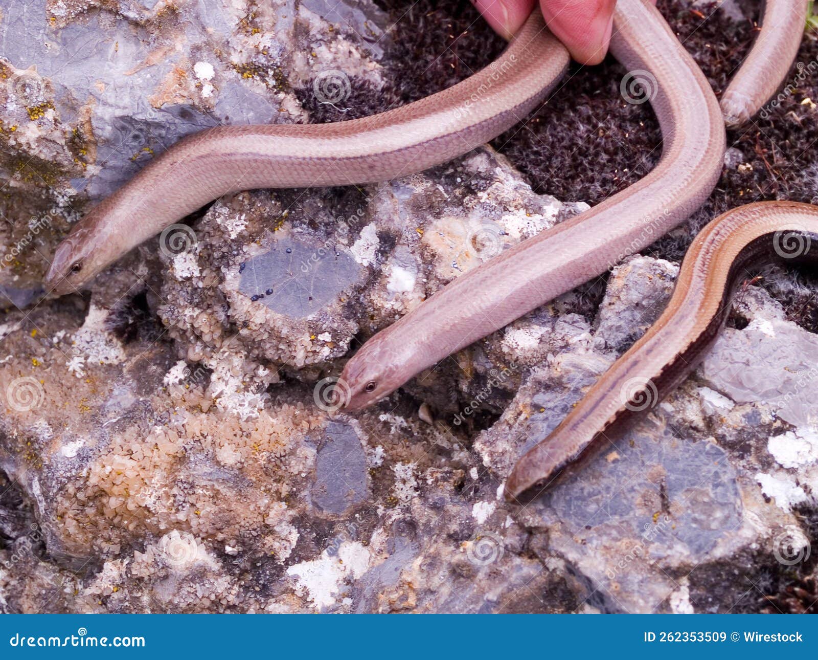 Macro Shot of Slow Worms, Anguis Fragilis Crawling on the Ground Stock ...