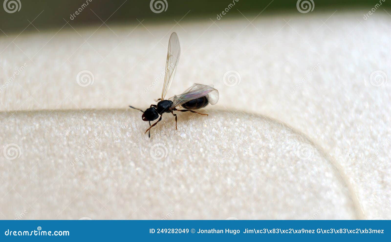 Tiny queen ant stock image. Image of small, resting - 249282049