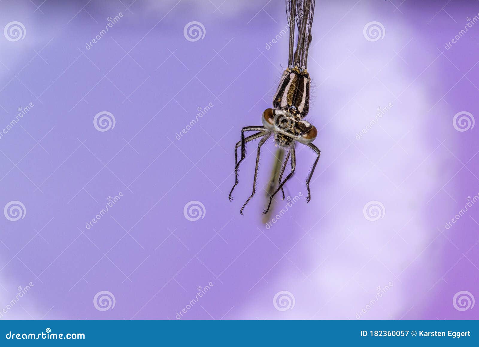 Macro Shot of a Small Dragonfly Looking into the Camera Stock Image ...