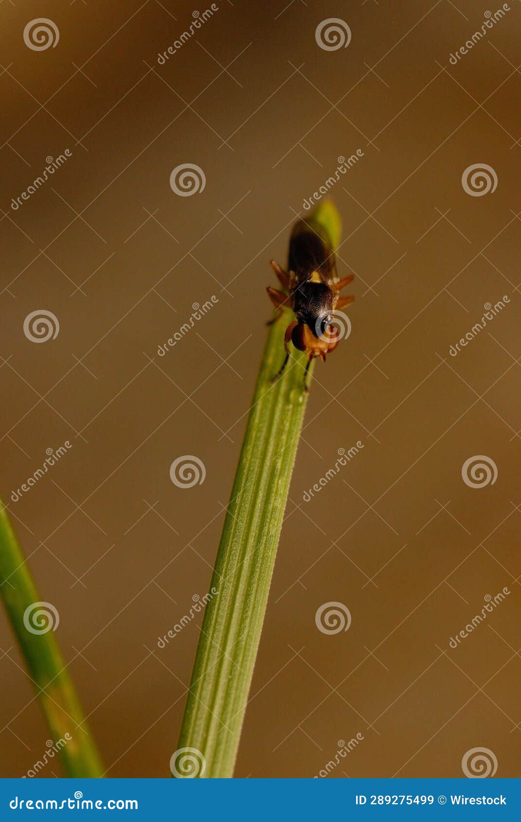 A Bug Sitting on a Green Stem with Long Spines and Wings Stock Image ...