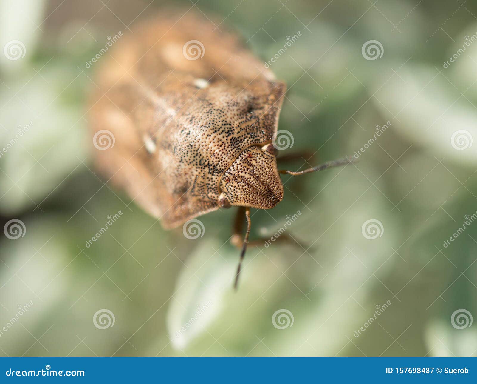 Tortoise Shield Bug Macro stock image. Image of macro - 157698487