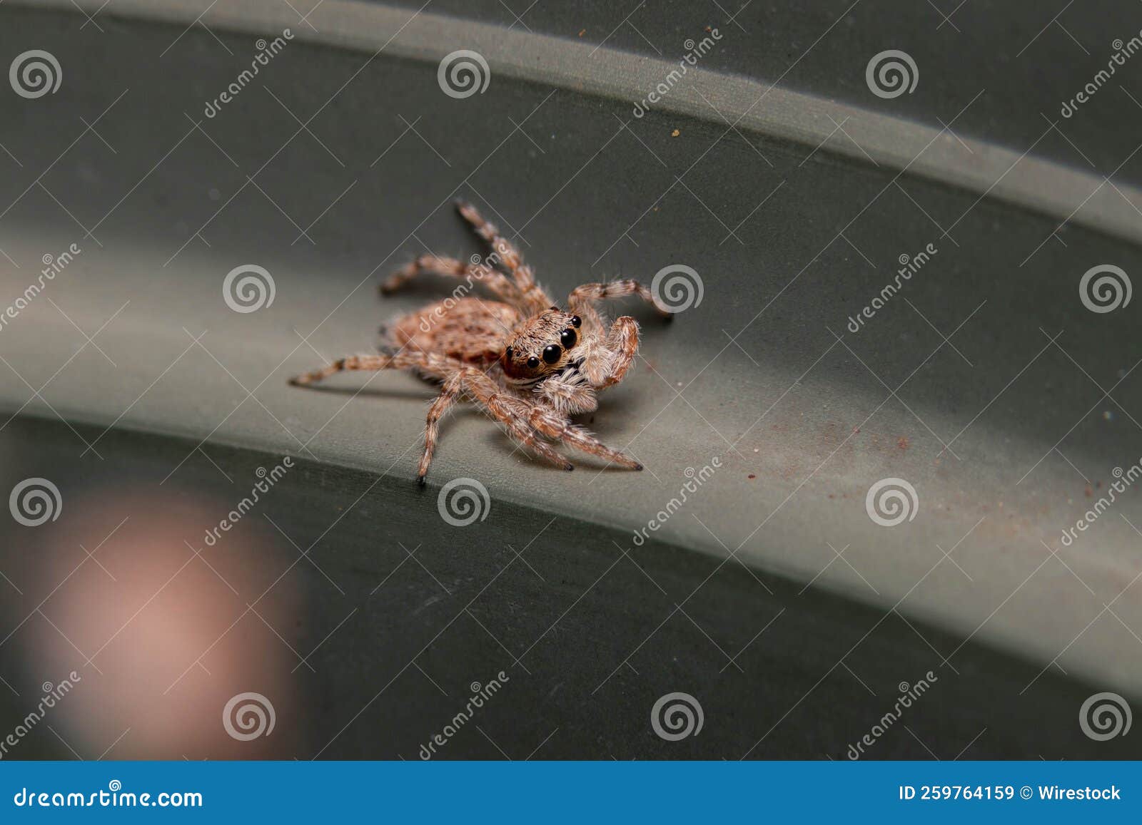 Macro Shot of a Small Spider Tarantula on a Leaf Stock Image - Image of ...
