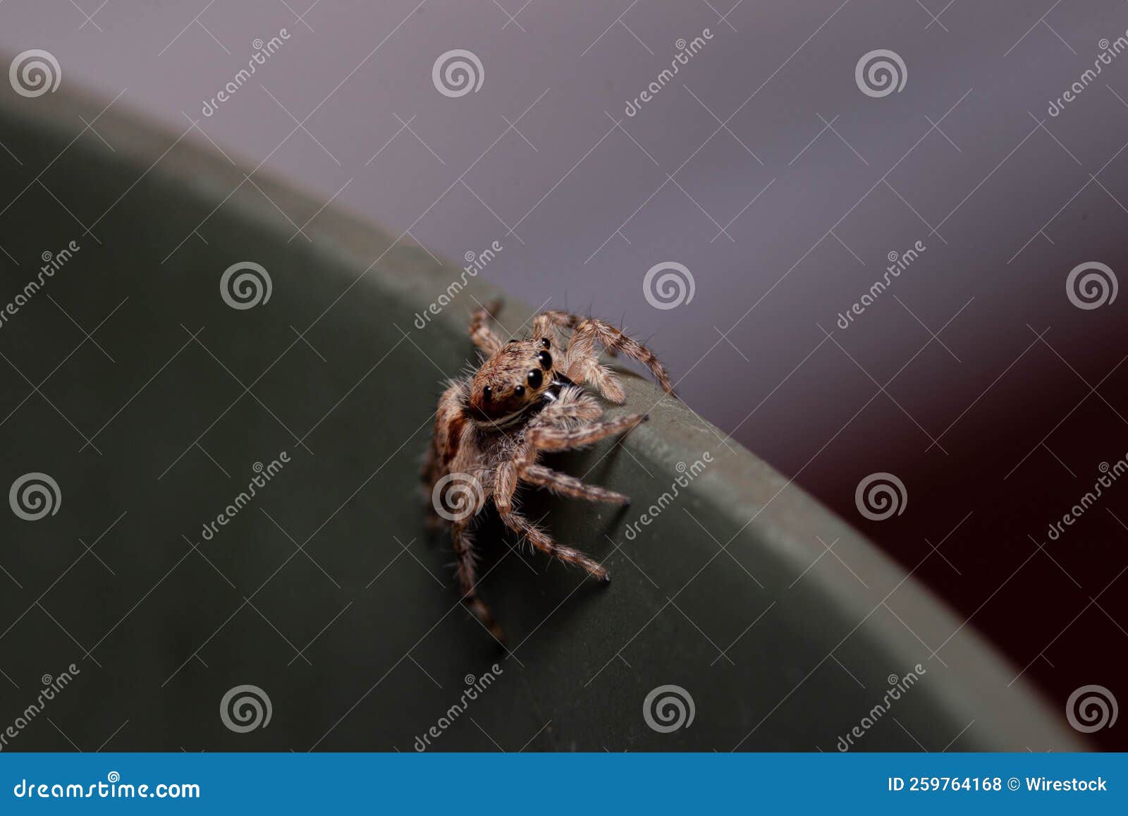 Macro Shot of a Small Spider Tarantula on a Leaf Stock Photo - Image of ...