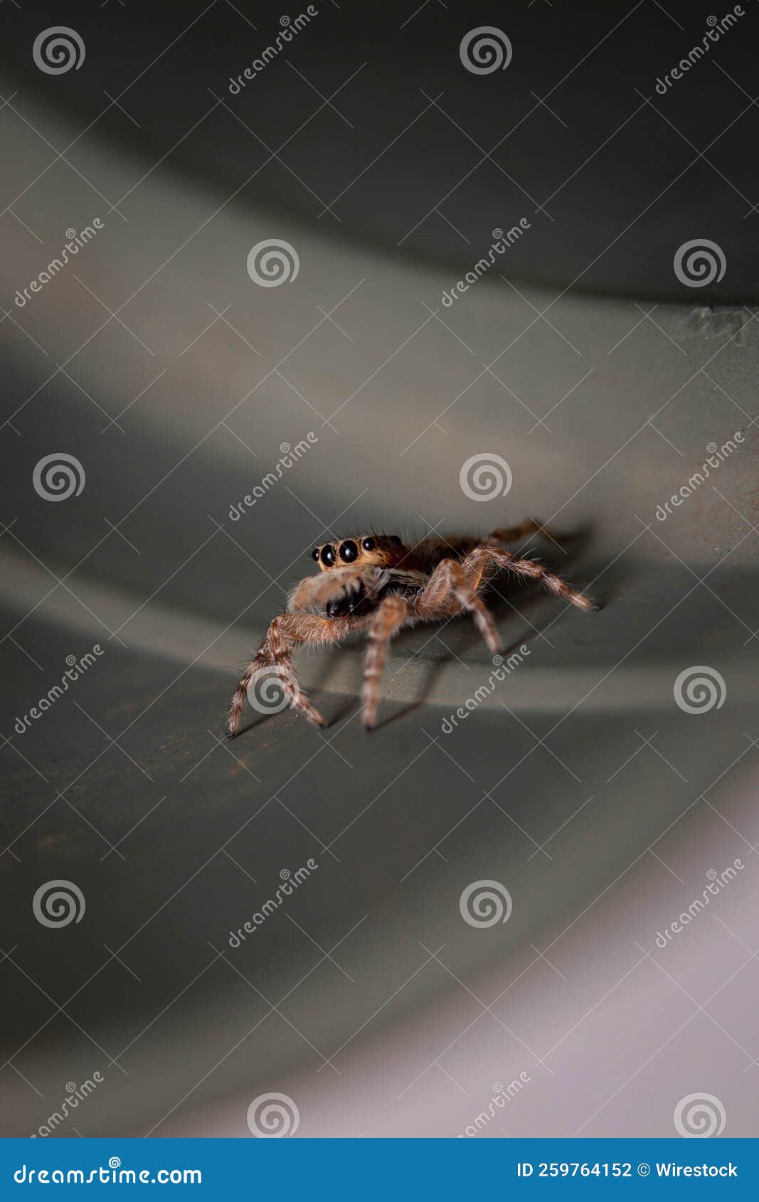 Macro Shot of a Small Spider Tarantula on a Leaf Stock Photo - Image of ...