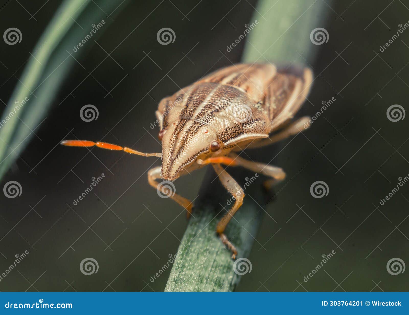 Stink Man Close Nose. Guy And Bad Smell. Vector Illustration ...