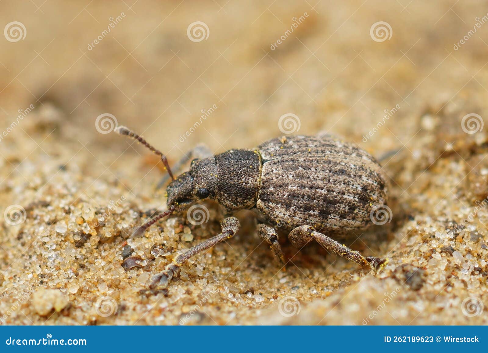 Macro Shot of a Small Weevil Walking in Sandy Soil Stock Image - Image ...