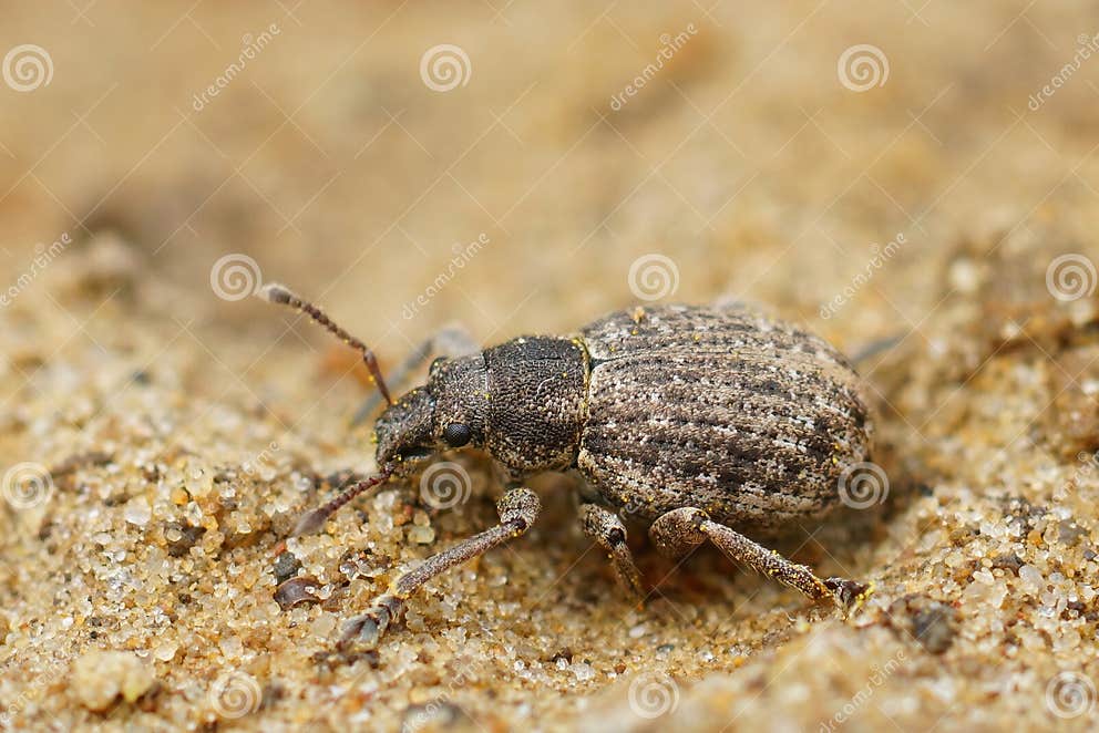 Macro Shot of a Small Weevil Walking in Sandy Soil Stock Image - Image ...