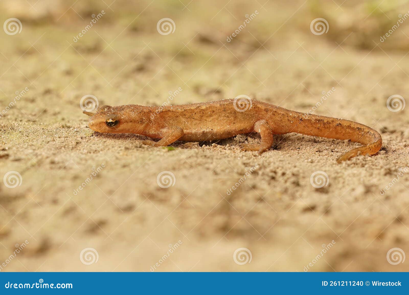 Macro Shot of a Smooth Newt on Sandy Ground Stock Photo - Image of ...