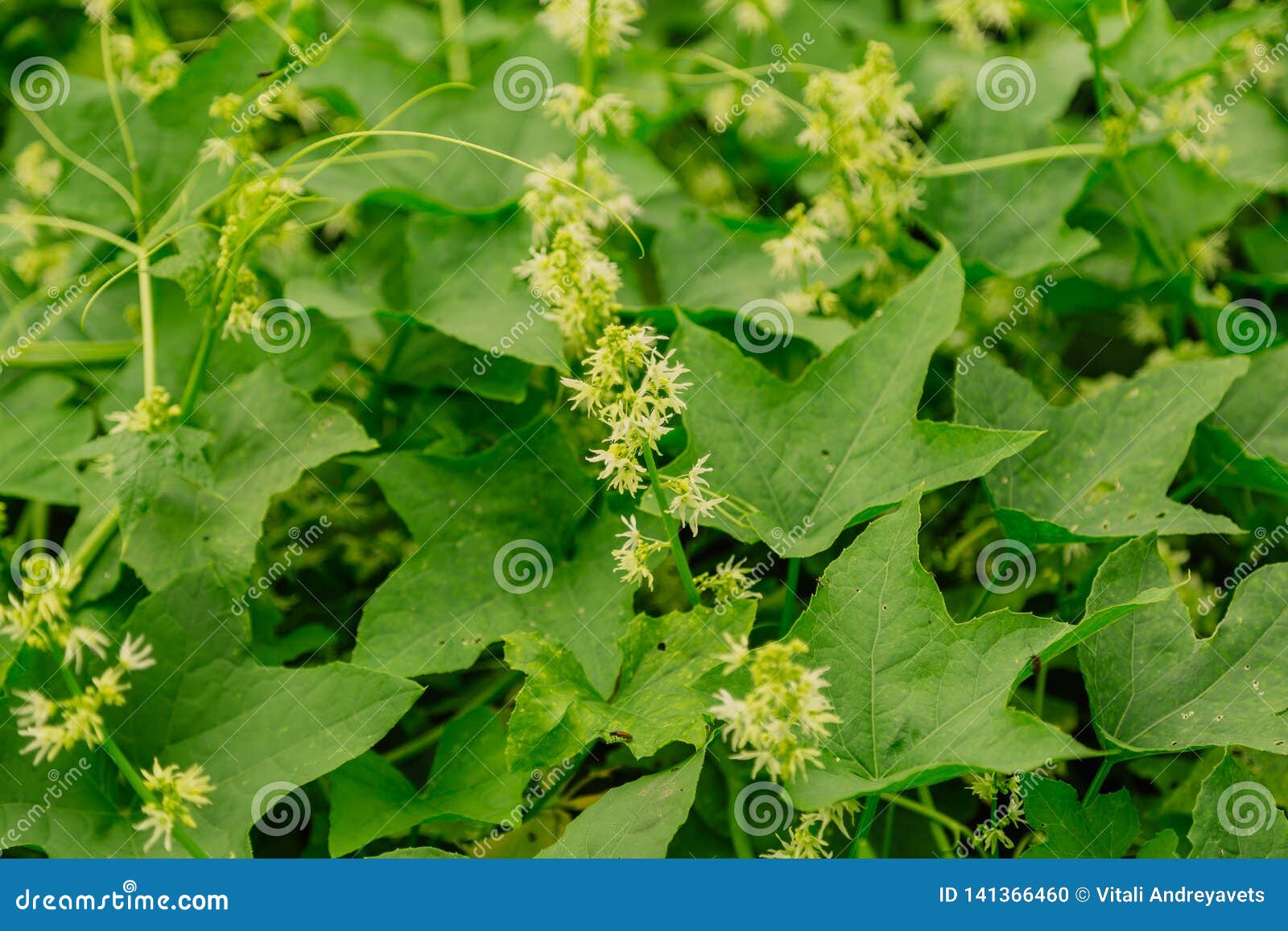 A Macro Shot of Some Flowering Ivy Blooms. Stock Photo - Image of ...