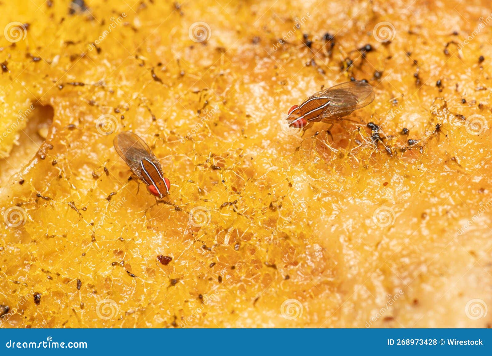 Macro Shot of Some Fruit Fly Insects on a Mango Stock Photo - Image of ...